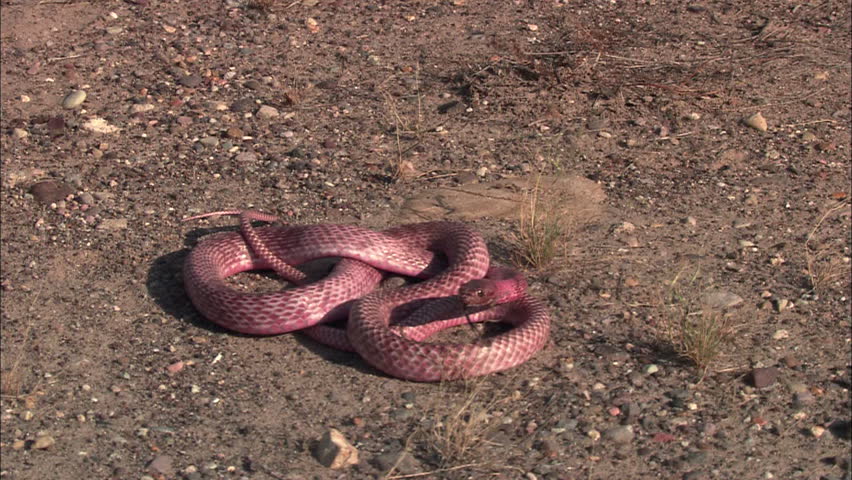 Follow a Snake Moving Quickly Stock Footage Video (100% Royalty-free ...