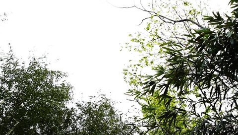 Bamboo Trees Swaying Wind Stock Footage Video (100% Royalty-free ...