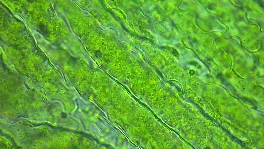leaf cells microscope magnification view Stock Footage Video (100% ...