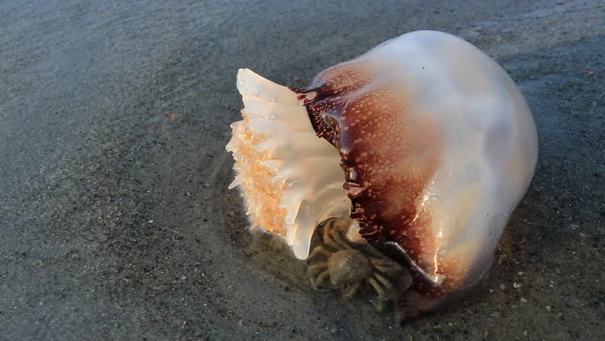 jelly fish laying on sand crab Stock Footage Video (100% Royalty-free ...