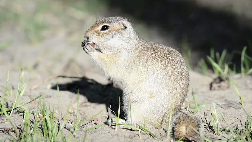 gopher eating nut Stock Footage Video (100% Royalty-free) 3922037 ...