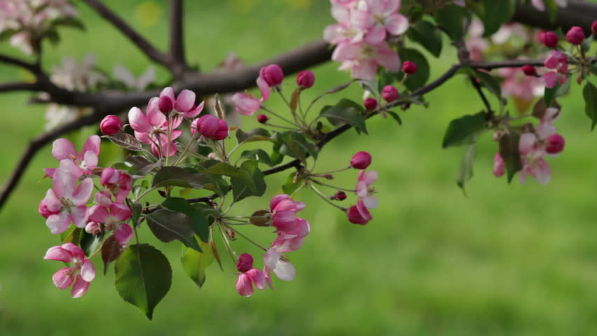 pink white blossoms blow breeze on Stock Footage Video (100% Royalty ...