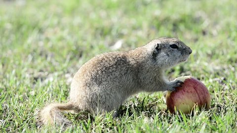 Gopher Eating Apple Stock Footage Video (100% Royalty-free) 3927041 ...