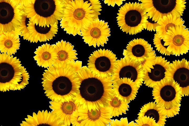 yellow flowers animation Stock Footage Video (100% Royalty-free ...