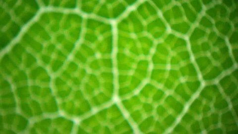Leaf Birch Betula Under Microscope Magnification Stock Footage Video ...