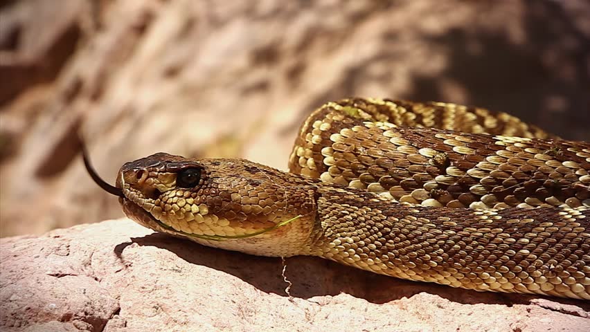 A Black-tailed or Green Rattlesnake Stock Footage Video (100% Royalty ...
