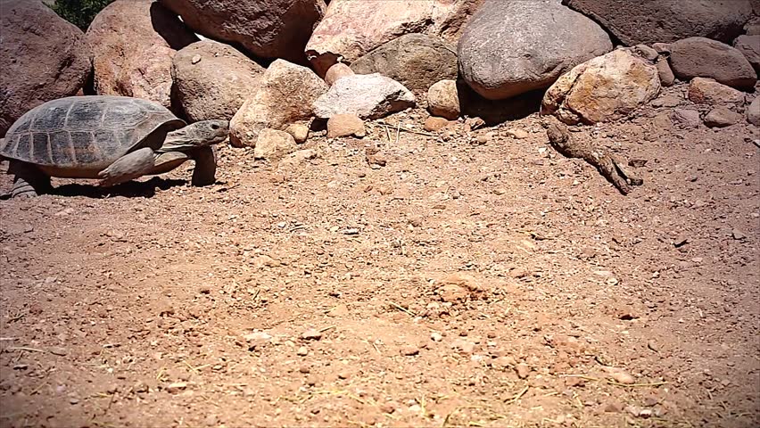 Endangered Bolson Tortoise (gopherus Flavomarginatus) Stock Footage ...