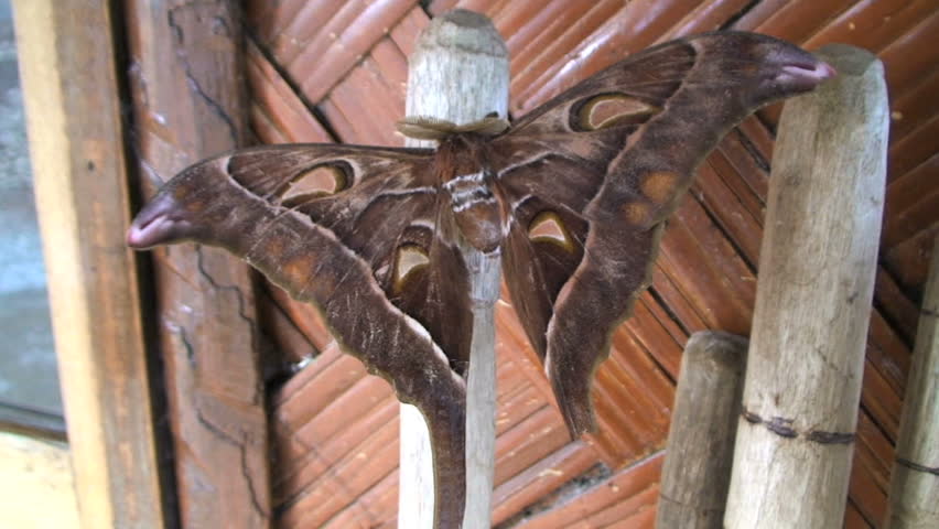world's largest moth hercules coscinocera papua Stock Footage Video ...