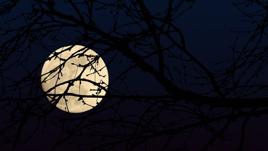 full moon branches close Stock Footage Video (100% Royalty-free ...