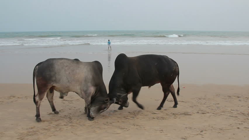 bulls fight two fighting on beach Stock Footage Video (100% Royalty ...