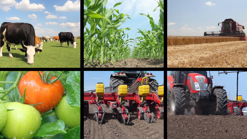 agriculture - food production planting corn Stock Footage Video (100% ...