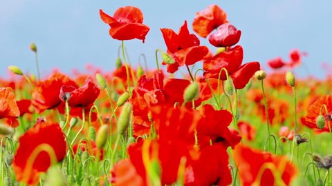 Horizontal Seamless Poppy Field Blue Sky Stock Vector (Royalty Free ...