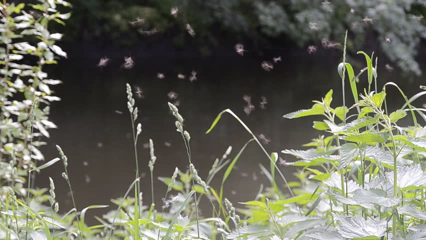 Mosquitoes Near the River Stock Footage Video (100% Royalty-free ...