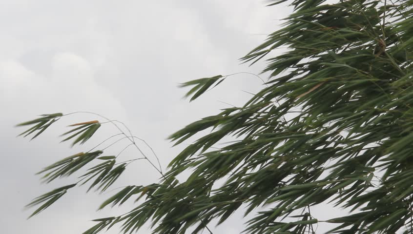 bamboo leaves wind storm thailand Stock Footage Video (100% Royalty ...