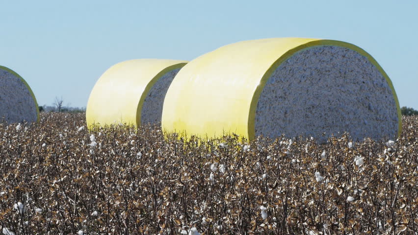 Round Modules of Harvested Cotton Stock Footage Video (100% Royalty ...