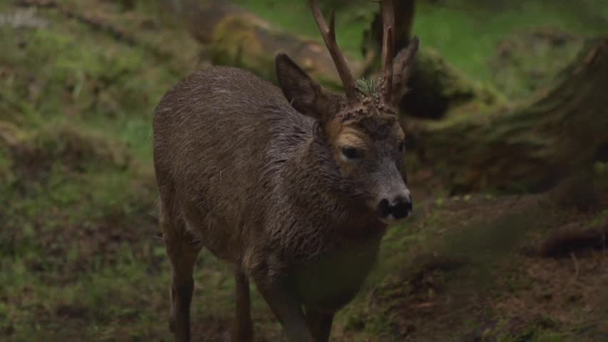 roe deer Stock Footage Video (100% Royalty-free) 3970030 | Shutterstock