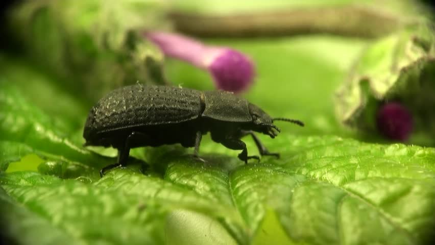 passalid beetle bessbug on rotting log Stock Footage Video (100% ...