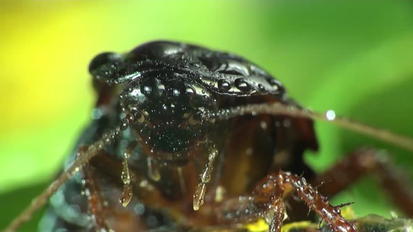 Cockroach Macro Stock Footage Video (100% Royalty-free) 3971818 ...