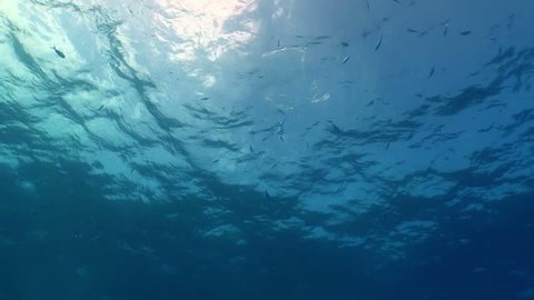 Plastic Bag Floating Ocean Pollution Environment Stock Footage Video ...