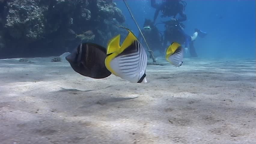 colourful tropical fish shallow water on Stock Footage Video (100% ...