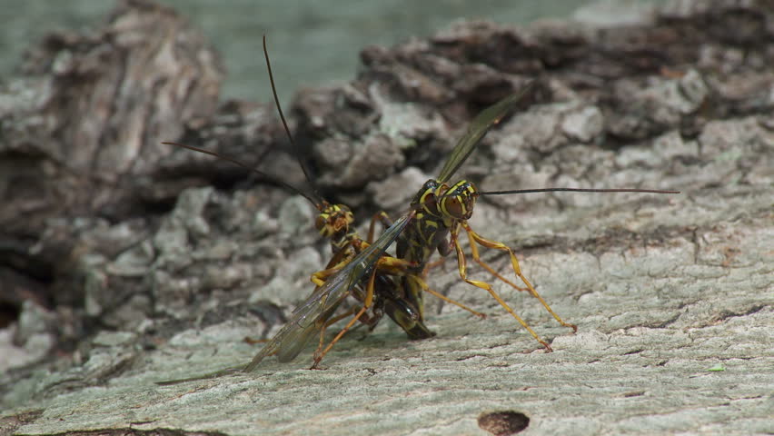 dragonfly close-up relict insects contemporaries extinct Stock Footage ...