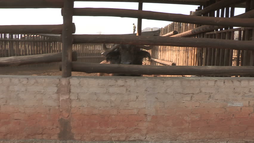 Buffalo Charge in Cage Stock Footage Video (100% Royalty-free) 3986800 ...