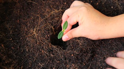 Planting Seed On Soil Stock Footage Video (100% Royalty-free) 4001278 ...