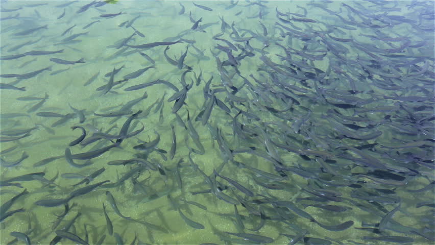 flock fish Stock Footage Video (100% Royalty-free) 4003417 | Shutterstock