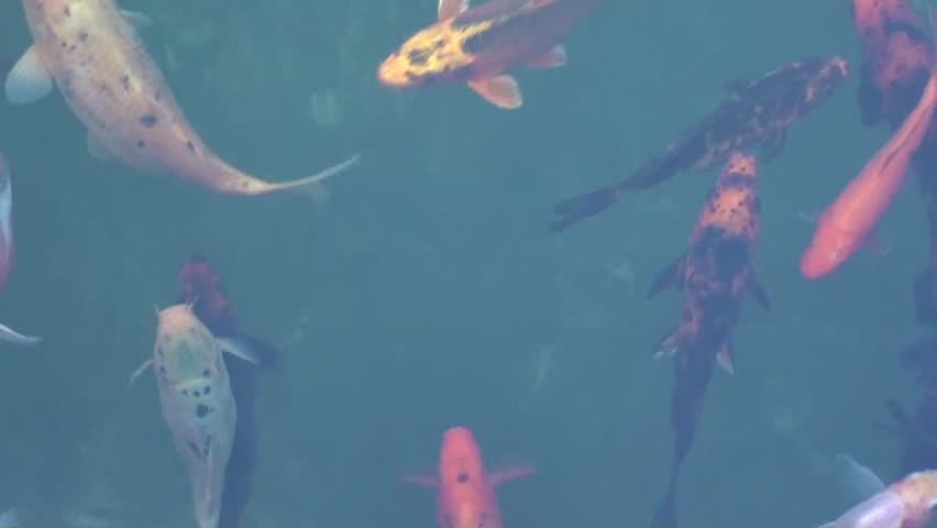 variety fish pond zoom out Stock Footage Video (100% Royalty-free ...