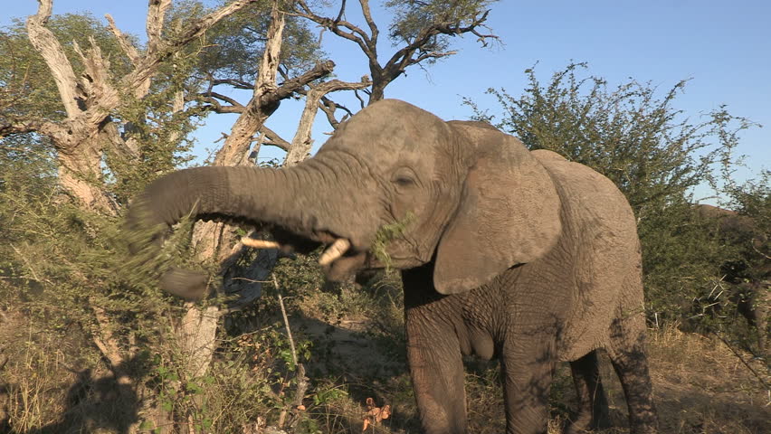elephant eating leaves close Stock Footage Video (100% Royalty-free ...