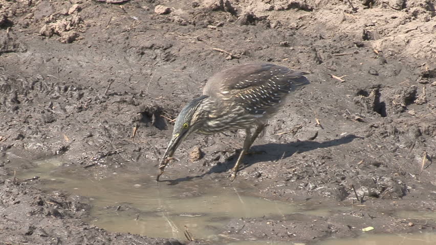 bird eating frog Stock Footage Video (100% Royalty-free) 4014478 ...