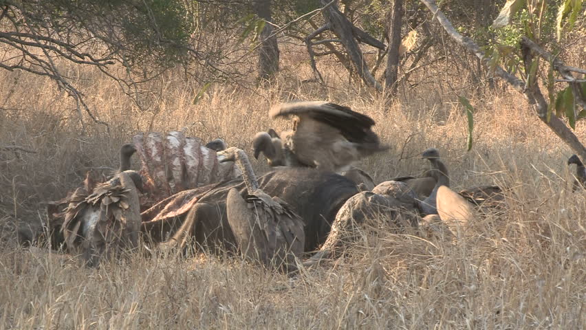 vulture on buffalo carcass feeding Stock Footage Video (100% Royalty ...