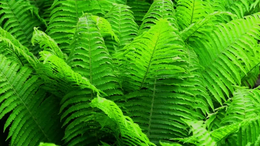 Plants Ridged Leaves On Rainforest Floor Stock Footage Video (100% ...