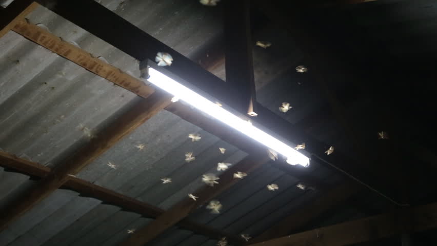 Moths Play Fluorescent Light at Stock Footage Video (100% Royalty-free ...
