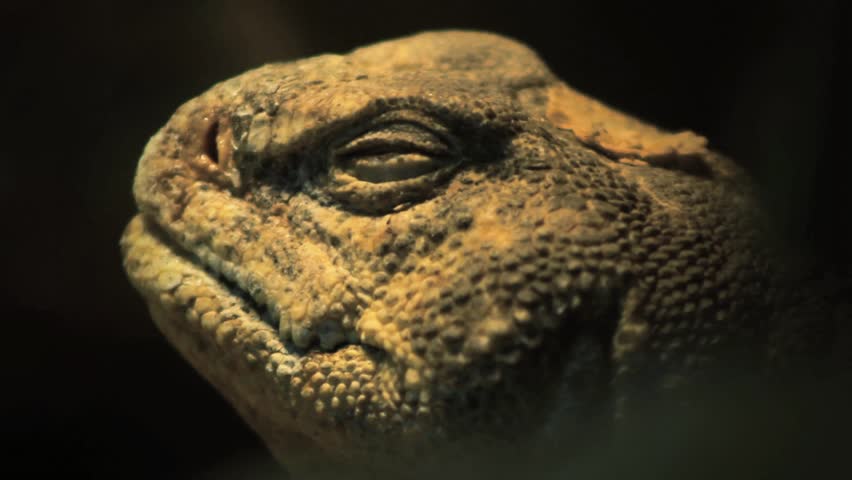 Egyptian Spiny Tailed Lizard Blinking, Stock Footage Video (100% ...