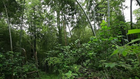 Yanquan Forest National Park Lichuan County Stock Footage Video (100% ...