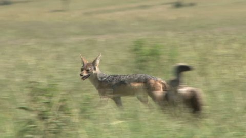 Black Backed Jackal Vultures Fighting Food Stock Footage Video (100% ...