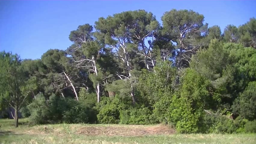mediterranean pine trees french riviera landscape Stock Footage Video ...