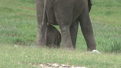 Tired Elephant Baby Sleep Next Her Stock Footage Video (100% Royalty ...