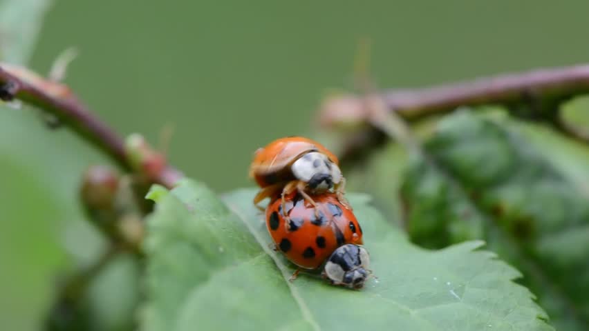 Ladybugs Mating On Leaves in Stock Footage Video (100% Royalty-free ...
