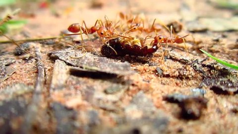 thorny devil eating ants australian desert Stock Footage Video (100% ...