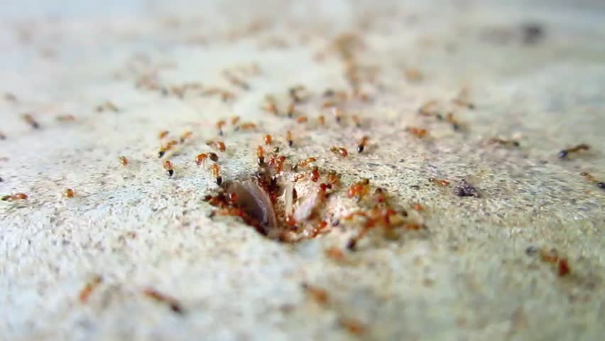 Small Ants Have a lot Stock Footage Video (100% Royalty-free) 4075600 ...