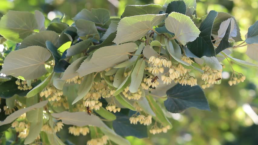 Linden Trees in Bloom Stock Footage Video (100% Royalty-free) 4077604 ...