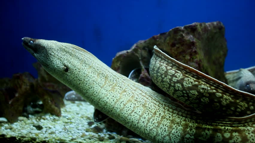 Group of Moray Eels Swimming Stock Footage Video (100% Royalty-free ...