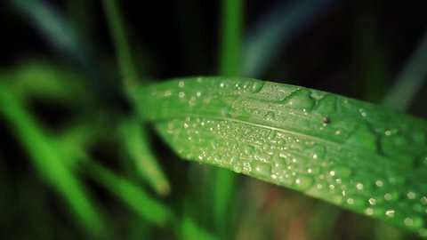 Beautiful Rain Drops Full Hd Stock Footage Video (100% Royalty-free ...