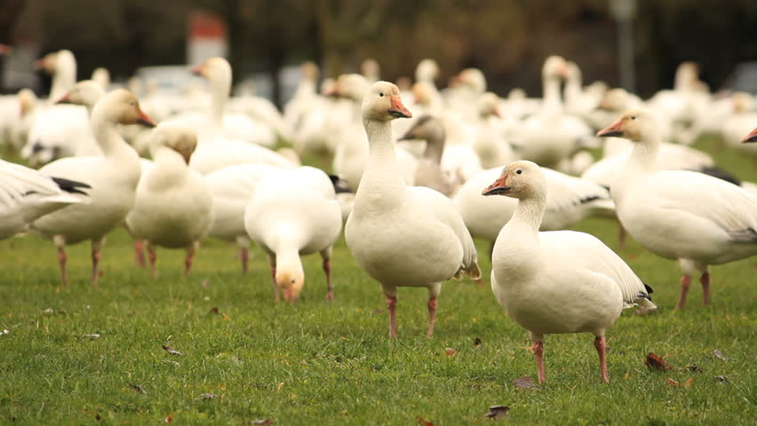 Snow Geese Feeding On Playing Stock Footage Video (100% Royalty-free ...