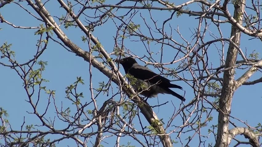 A Crow On Tree Against Stock Footage Video (100% Royalty-free) 4087717 ...