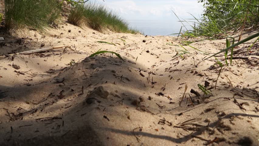 Ants On the Beach Stock Footage Video (100% Royalty-free) 4091935 ...
