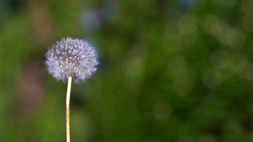 Dandelion Seeds Flying On the Stock Footage Video (100% Royalty-free ...