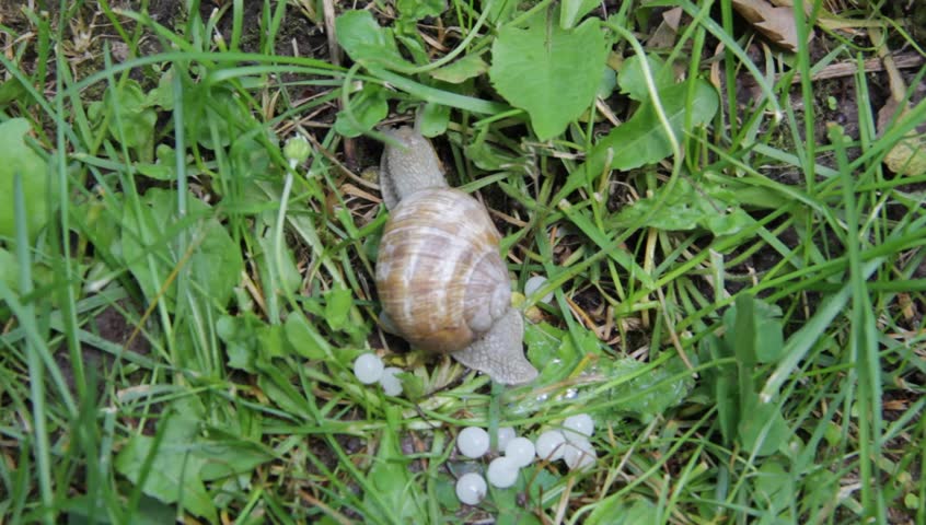 snail balls Stock Footage Video (100% Royalty-free) 4093144 | Shutterstock